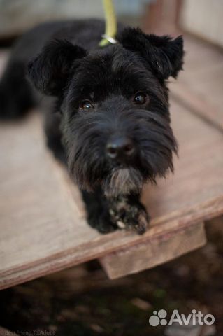 Метис миттельшнауцера в дар