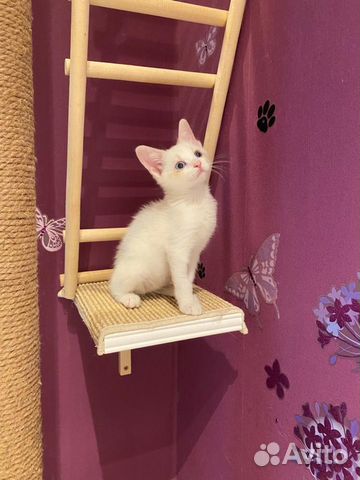 Милаха Лукас ищет свой дом