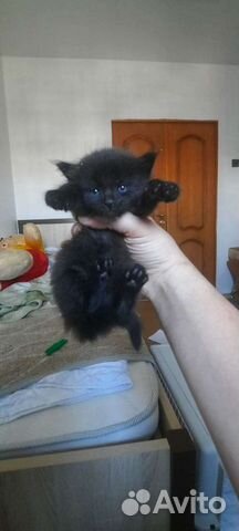 Отдадим котят а добрые руки