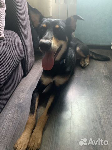 Собака улыбака Греча