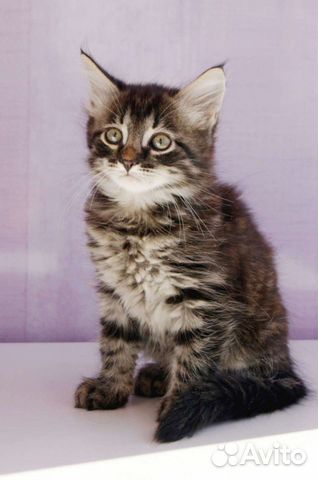 Котенок мальчик