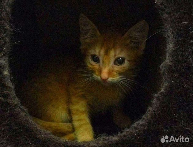 Сладкий апельсинчик в добрые руки, 2 месяца