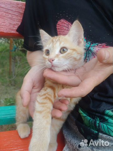 Кошка в дар