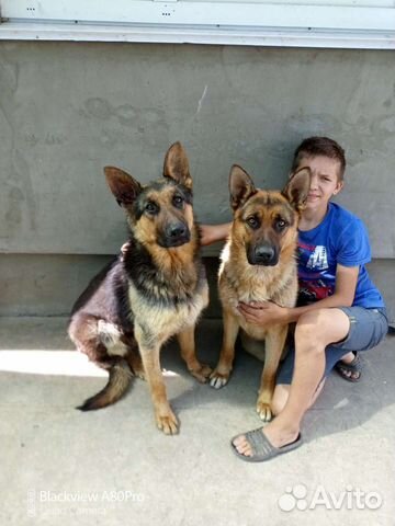 Щенки немецкой овчарки