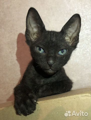 Котята сфинкс