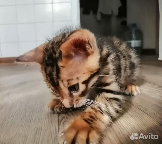 Бенгальская