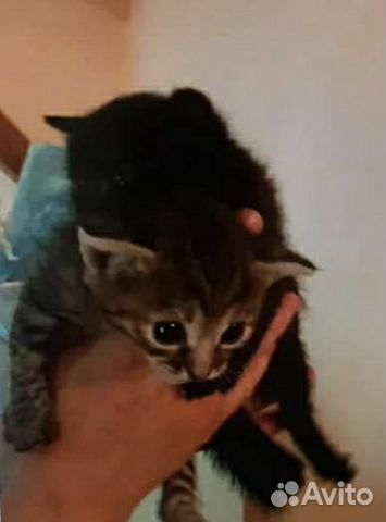 Чудесные здоровые котята