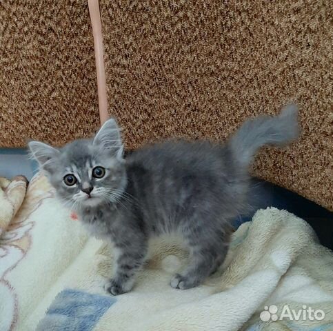Котята в добрые руки бесплатно