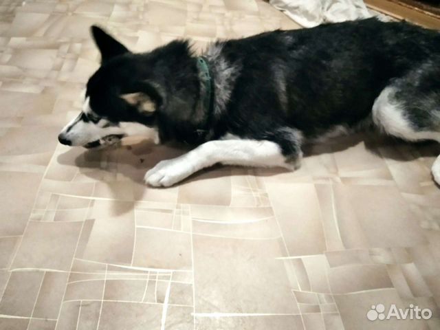 Собаки хаски