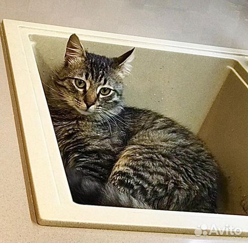 Отдадим молодого кота