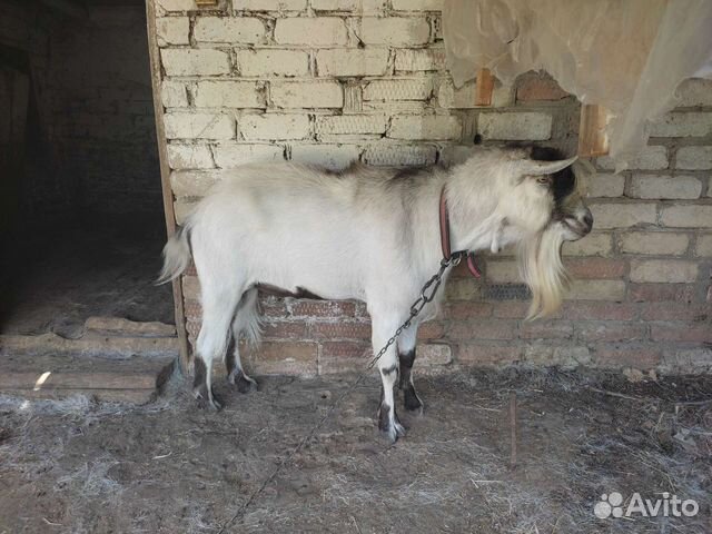 Козел на племя