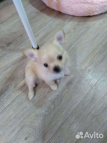 Щенки чихуахуа длинношерстные