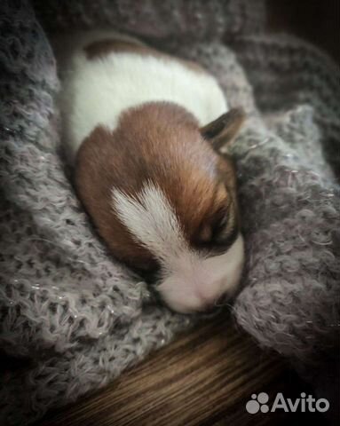 Щенки джек рассел терьер