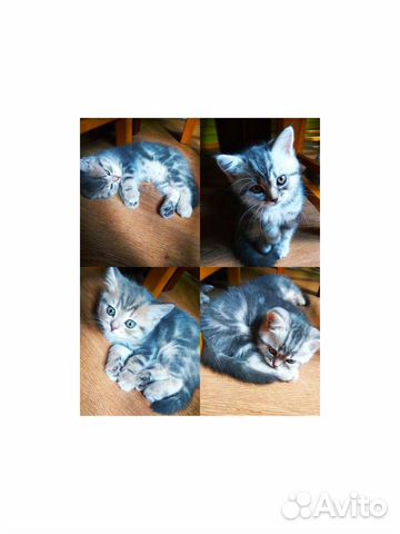 Кошки