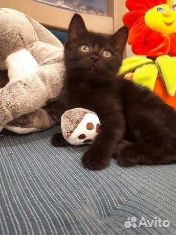 Котенок-девочка