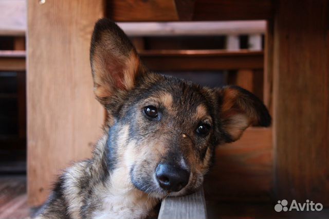Метис немецкой овчарки, 4.5 месяца
