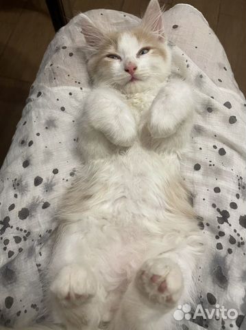 Котик 2 месяца к лотеу приучен домашний остался од