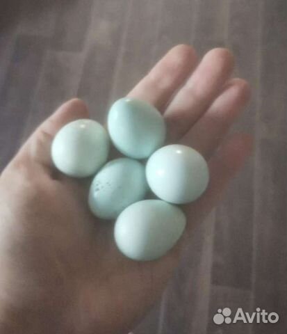 Инкубационное яйцо Селадона 1 и 2 линии