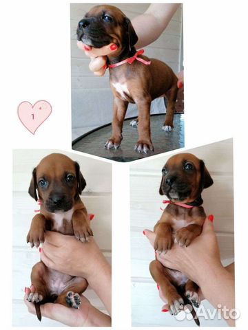 Родезийский риджбек