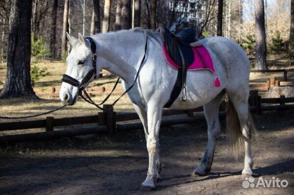 Продам лошадь и пони