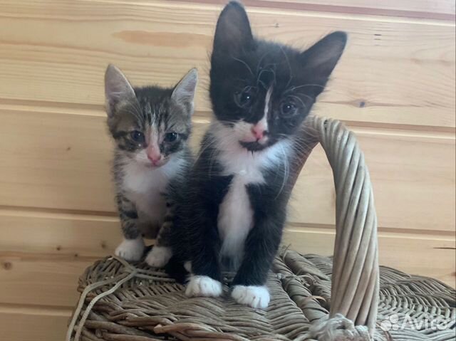 Котята-малыши. 1мес