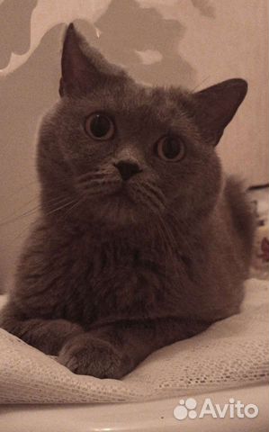 Британский котик