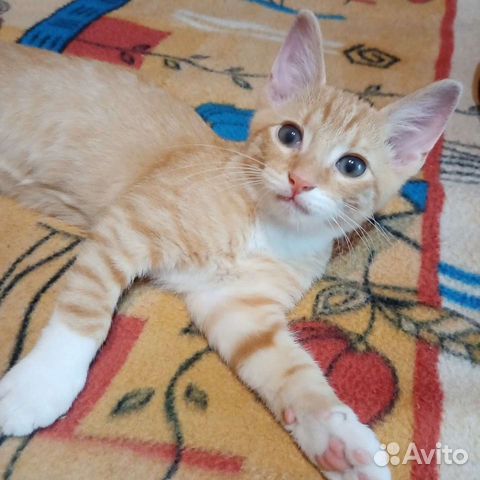 Котенок Левушка, 3 мес