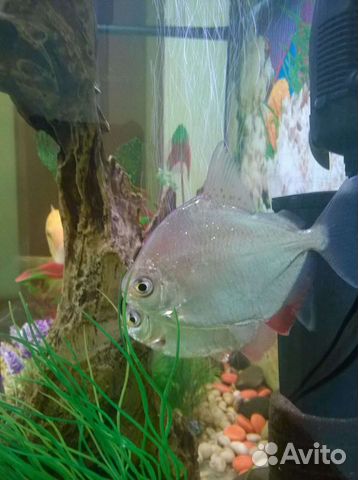 Два метиниса