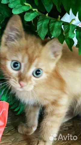 Котенок рыжий большеглазик