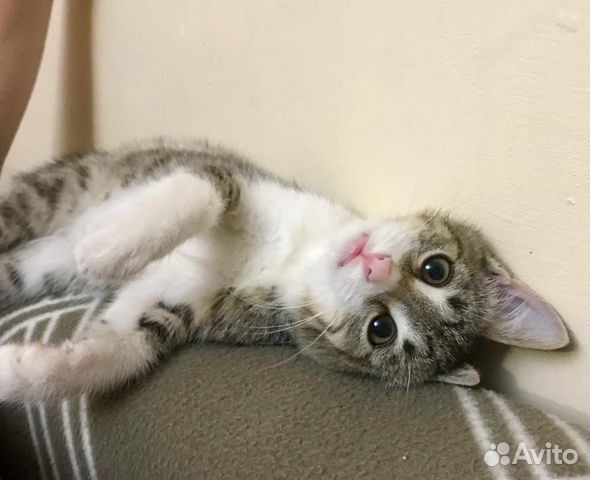 Котик
