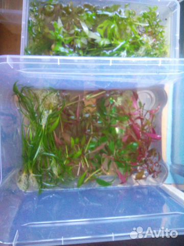 Набор растений - большая стрижка и прополка