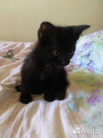 Котенок