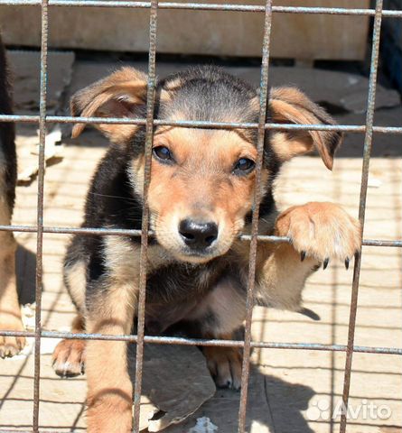 Мальчик в добрые руки
