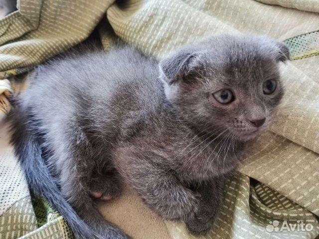 Британская вислоухая