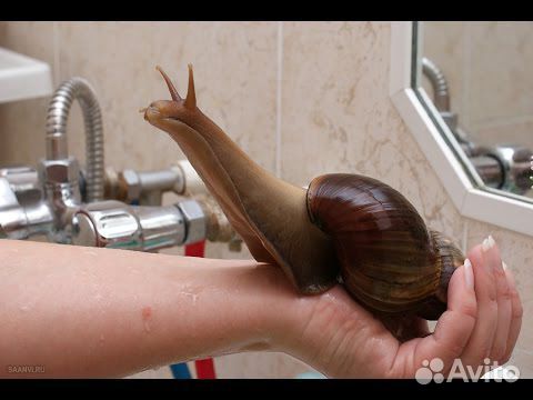 Улитка ахатина