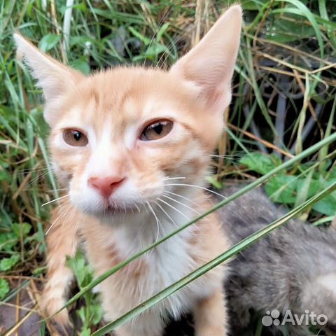 Котенок