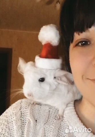 Две шиншиллы с витриной