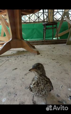 Ручной Дрозд