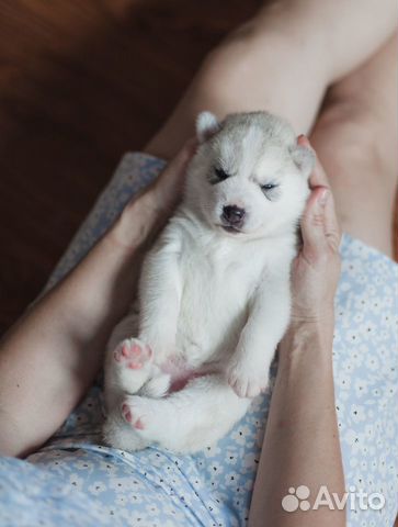 Ранее бронирование щенков Сибирской Хаски
