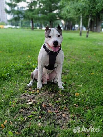 Вязка стаффордширский терьер