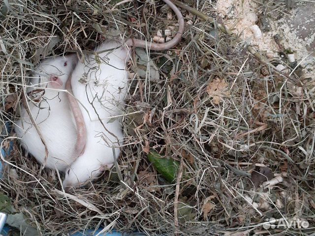 Крысята за шоколадку