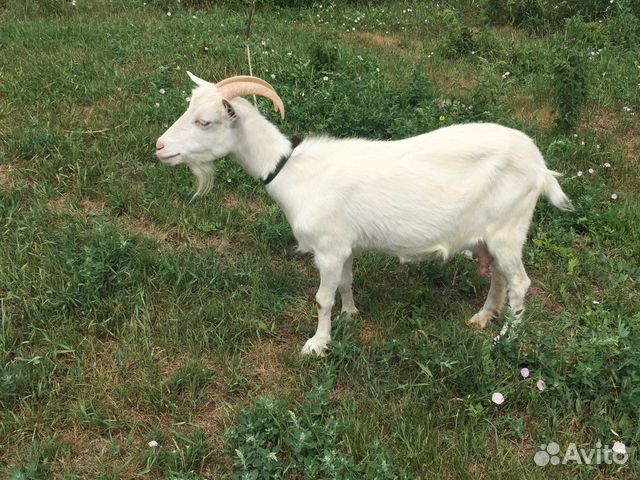 Коза дойная