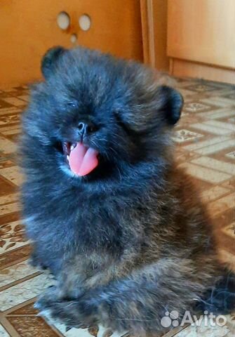 Тигровый померанский шпиц