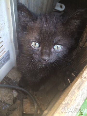 Котята от сфинскса