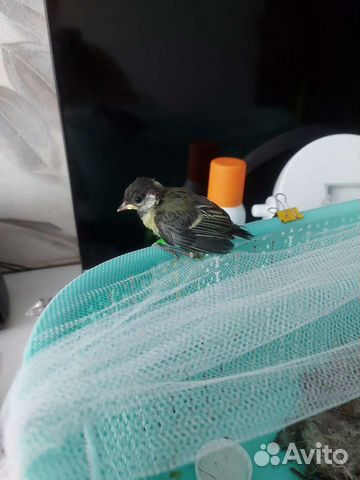 Певчие птицы