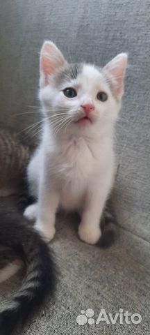 Ласкунчик- котенок