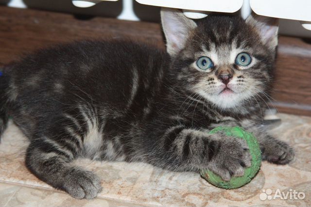 Котенок 1мес