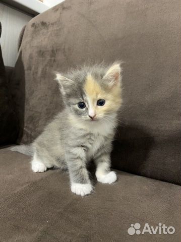 Котенок-девочка В добрые руки