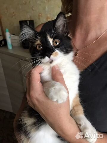 Кошка 4мес в добрые руки Колпино