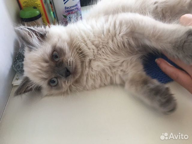 Котенок сиамской породы